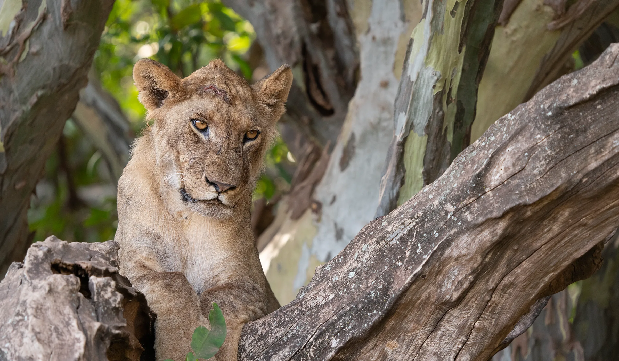 Lake Manyara Safari Packages – Tree-Climbing Lions & Flamingos